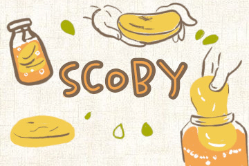 Scoby: The Complete Guide | How To Make, Buy or Obtain A Kombucha Moth ...